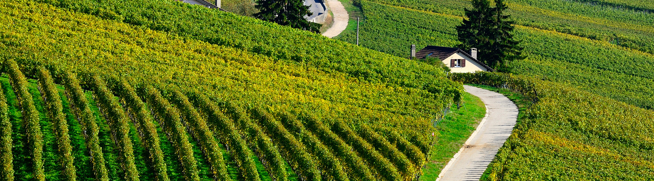 Comité FVV - Fédération Vigneronne Vaudoise